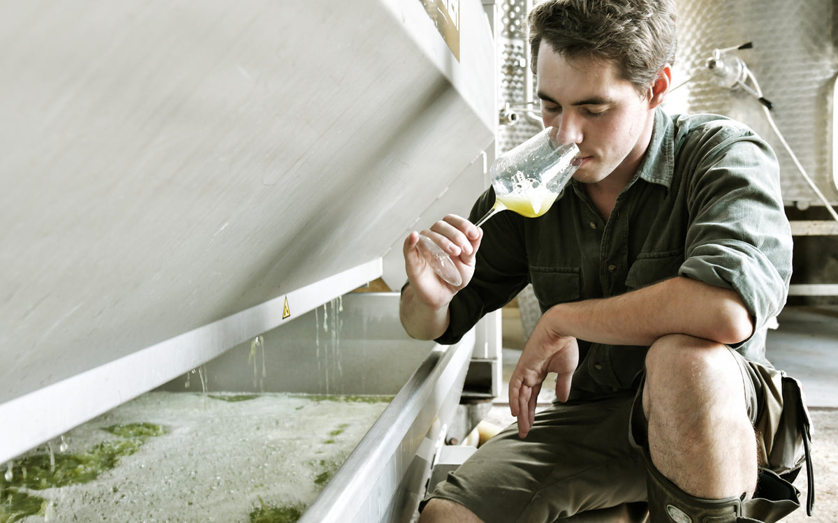 Kosten kostet nix! – Weingut Kroiss